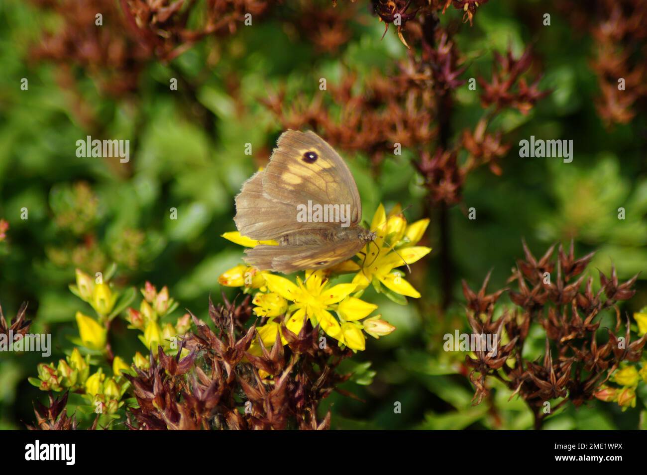 Big orange butterfly hi-res stock photography and images - Alamy