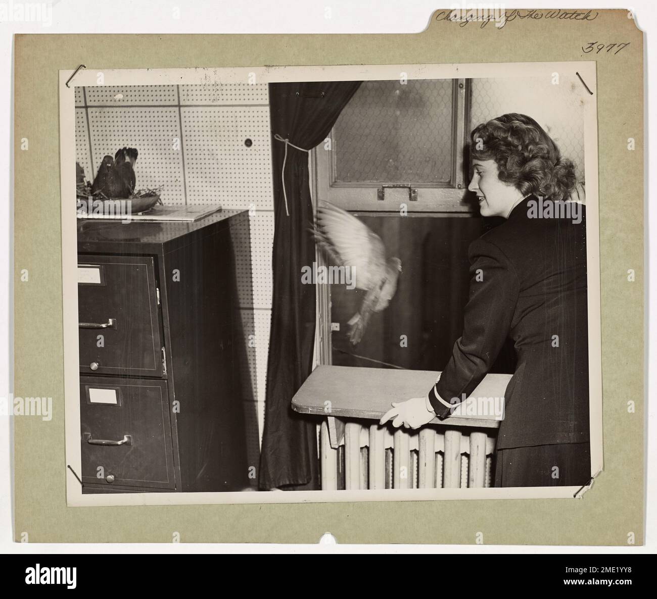 A model husband, 'Pa' Pigeon, takes over the egg-setting duties while ...