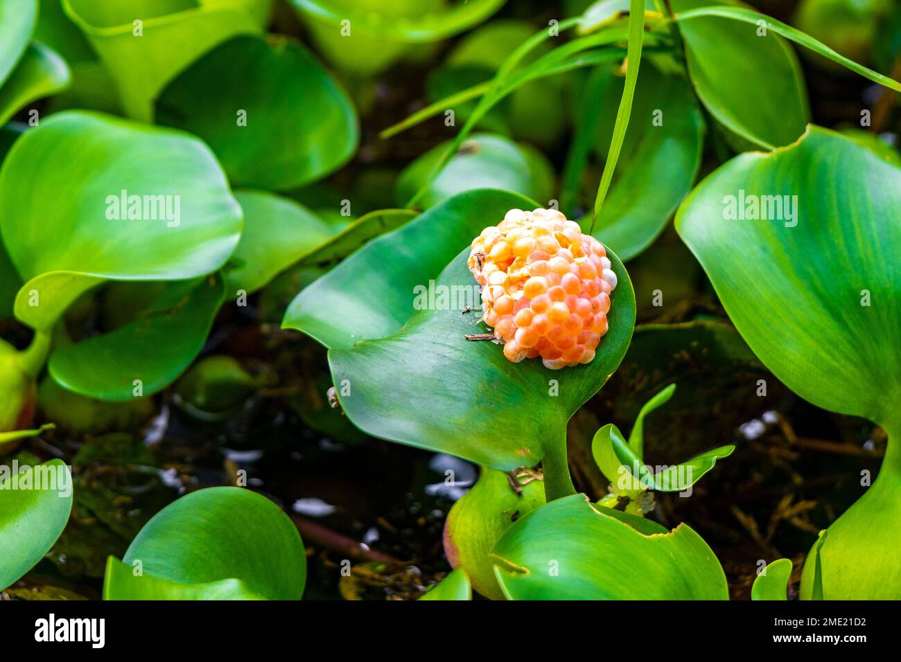 Green lake and marsh plants in the Sabana Park San Jose Costa Rica in ...