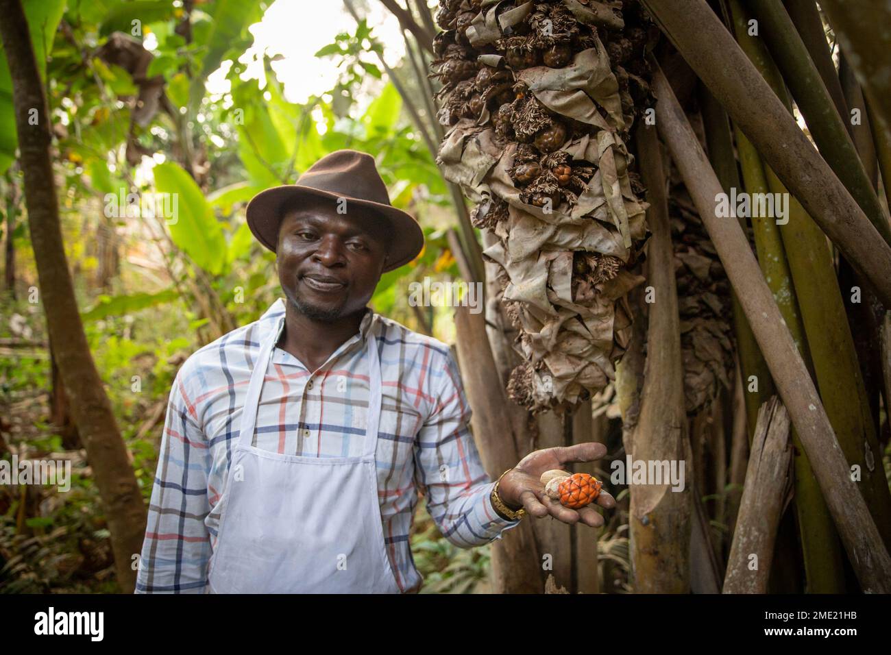 African farmer near a Raphia hookeri plant with the harvested fruit ...