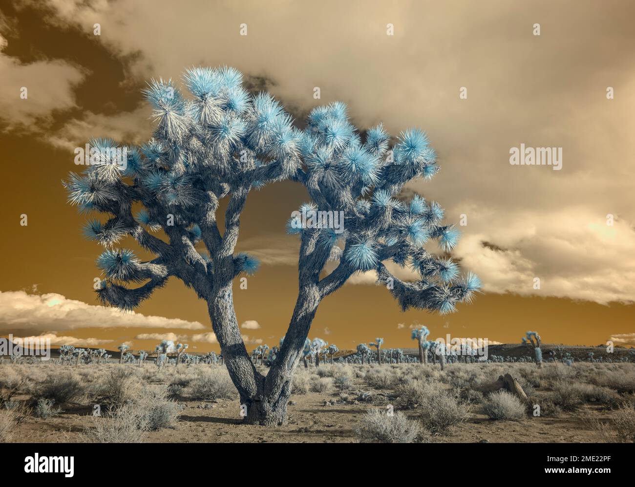 Death valley trees hi-res stock photography and images - Alamy