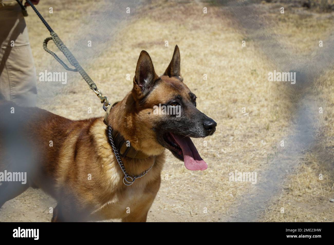 Bico, a military working dog with the 226th Military Police Detachment ...