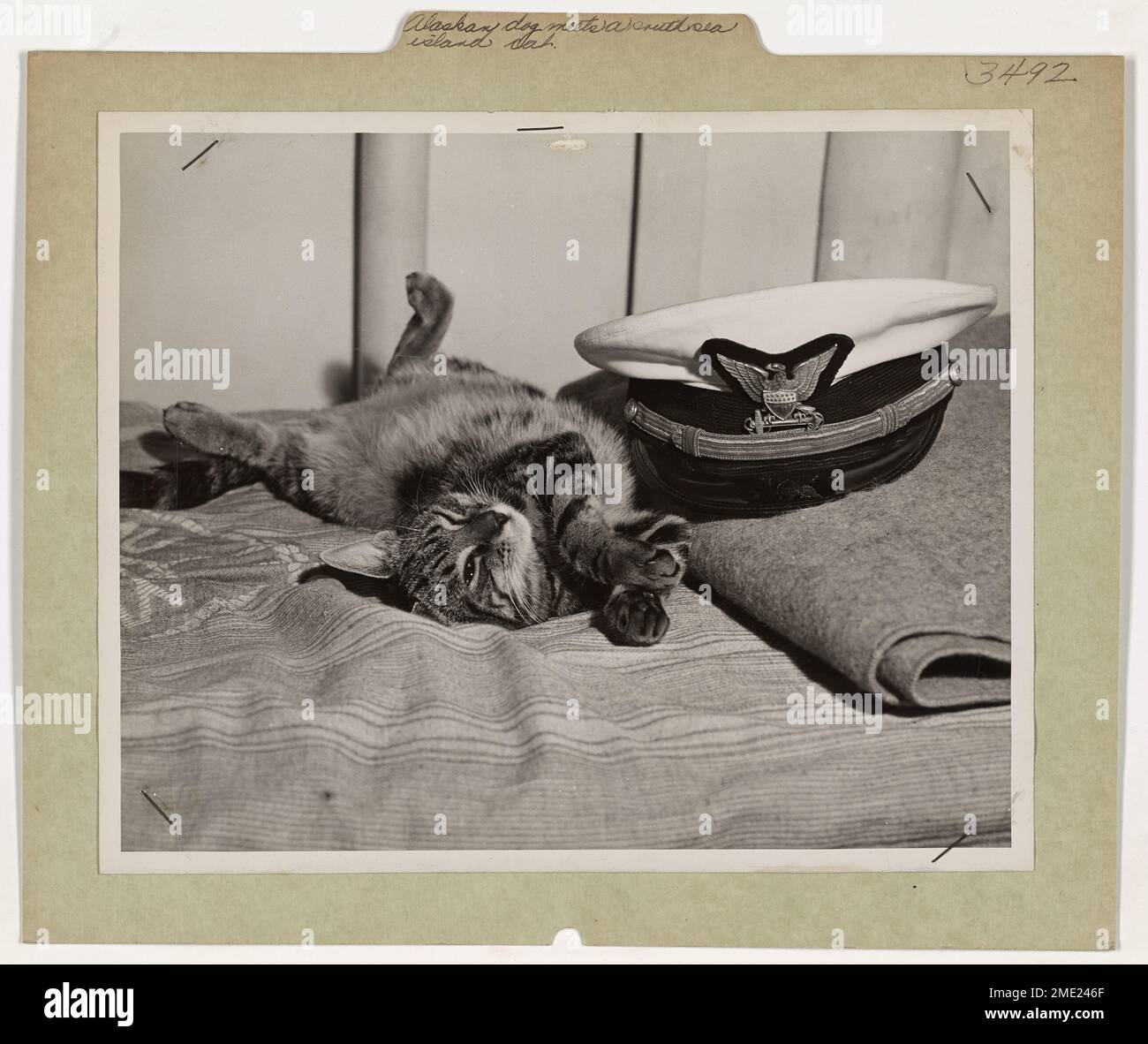 During the Battle of Tarawa, Coast Guardsmen rescued a kitten from a ...