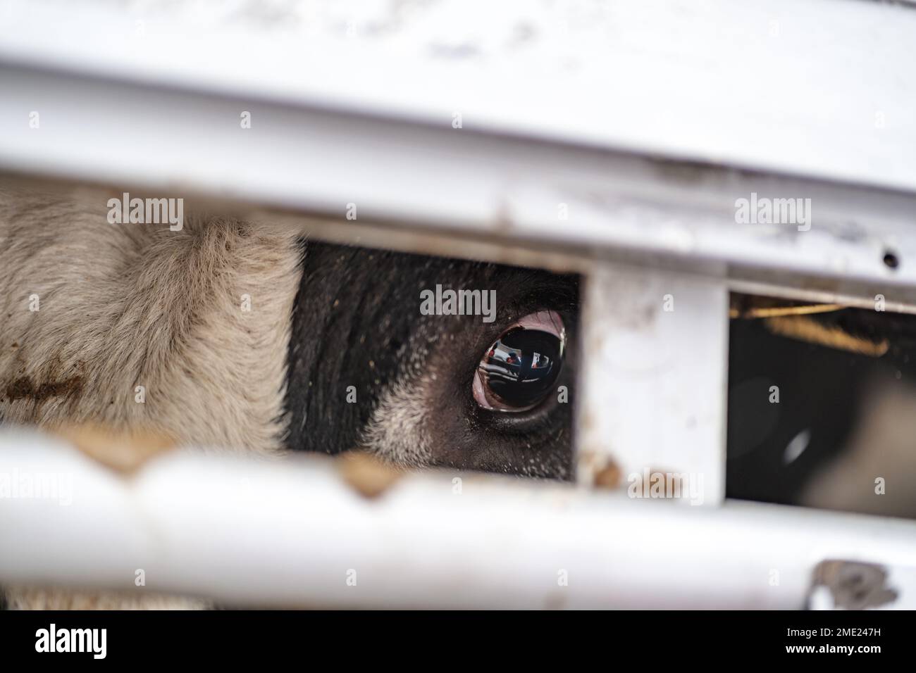 Transport of cows for the slaughter house in Czechia Stock Photo - Alamy
