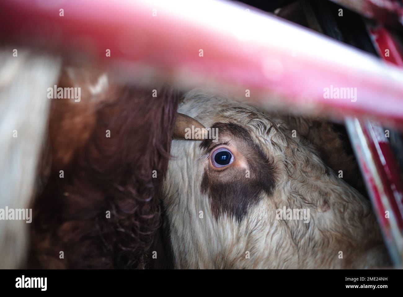 Transport of cows for the slaughter house in Czechia Stock Photo - Alamy