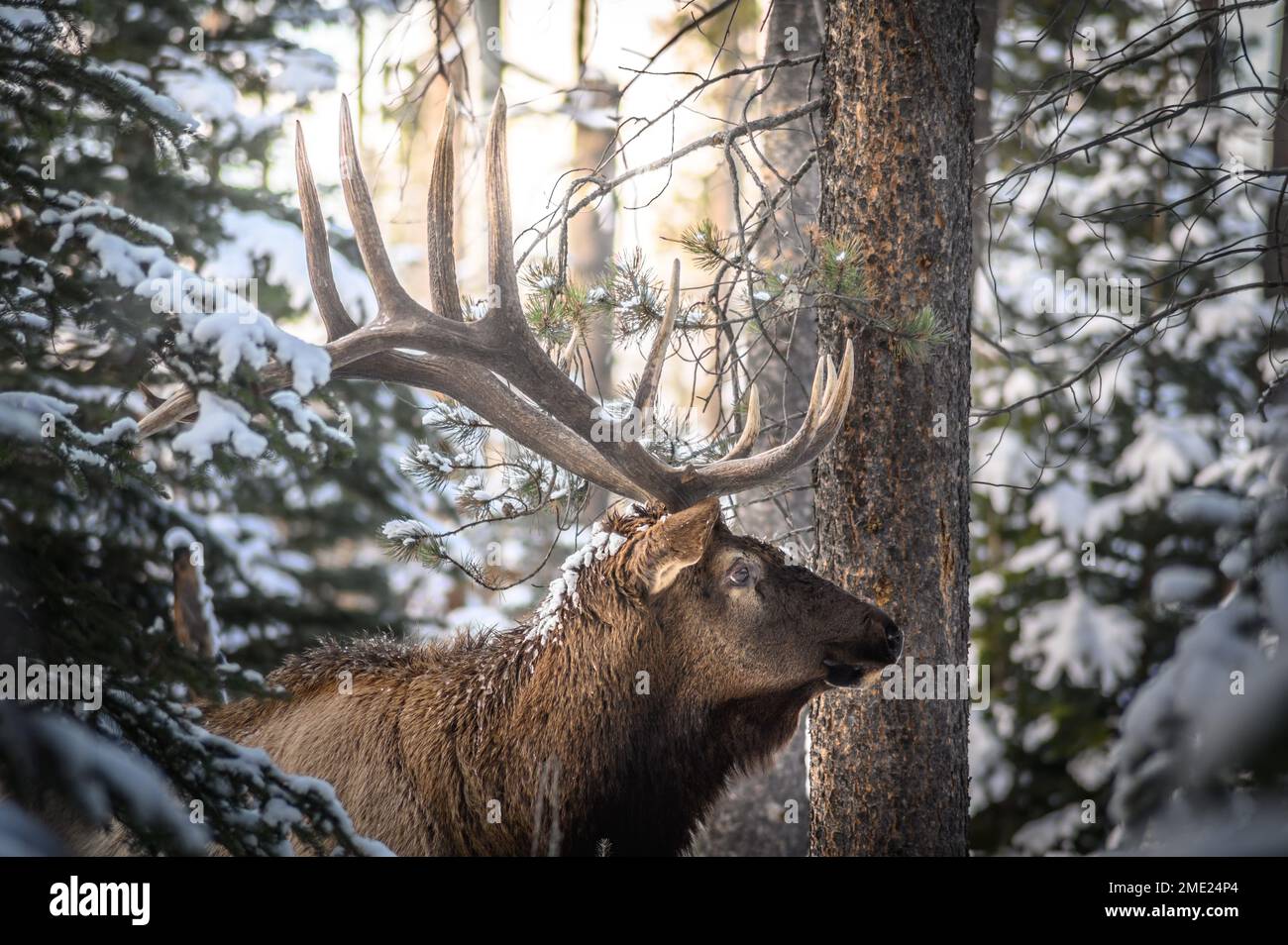 A closeup shot of a Rocky Mountain elk in the snowy forest during ...