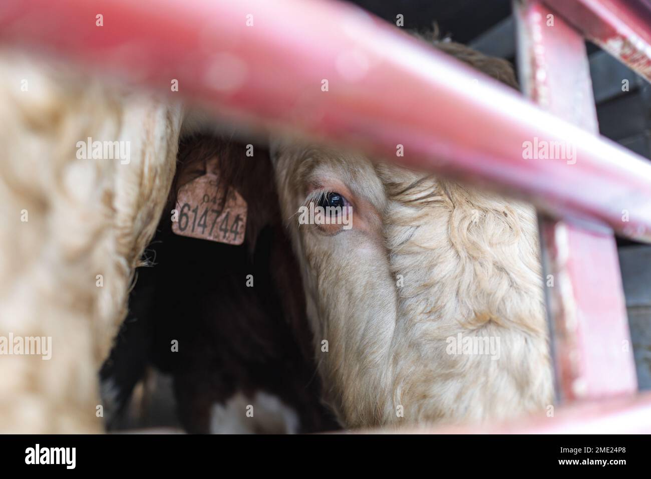 Transport of cows for the slaughter house in Czechia Stock Photo - Alamy