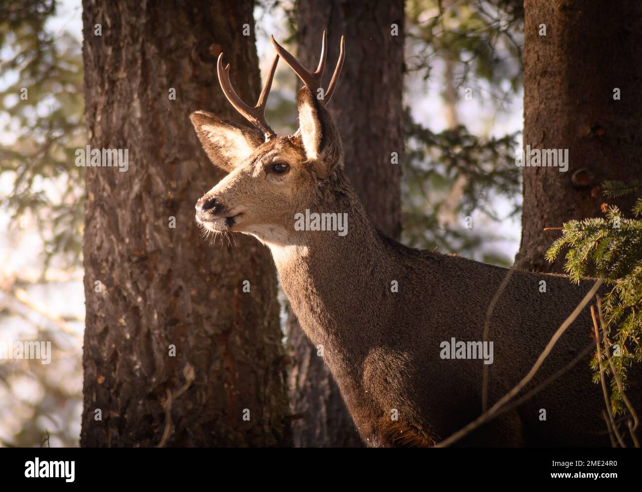 A closeup shot of a mule deer in the forest during golden hour Stock ...
