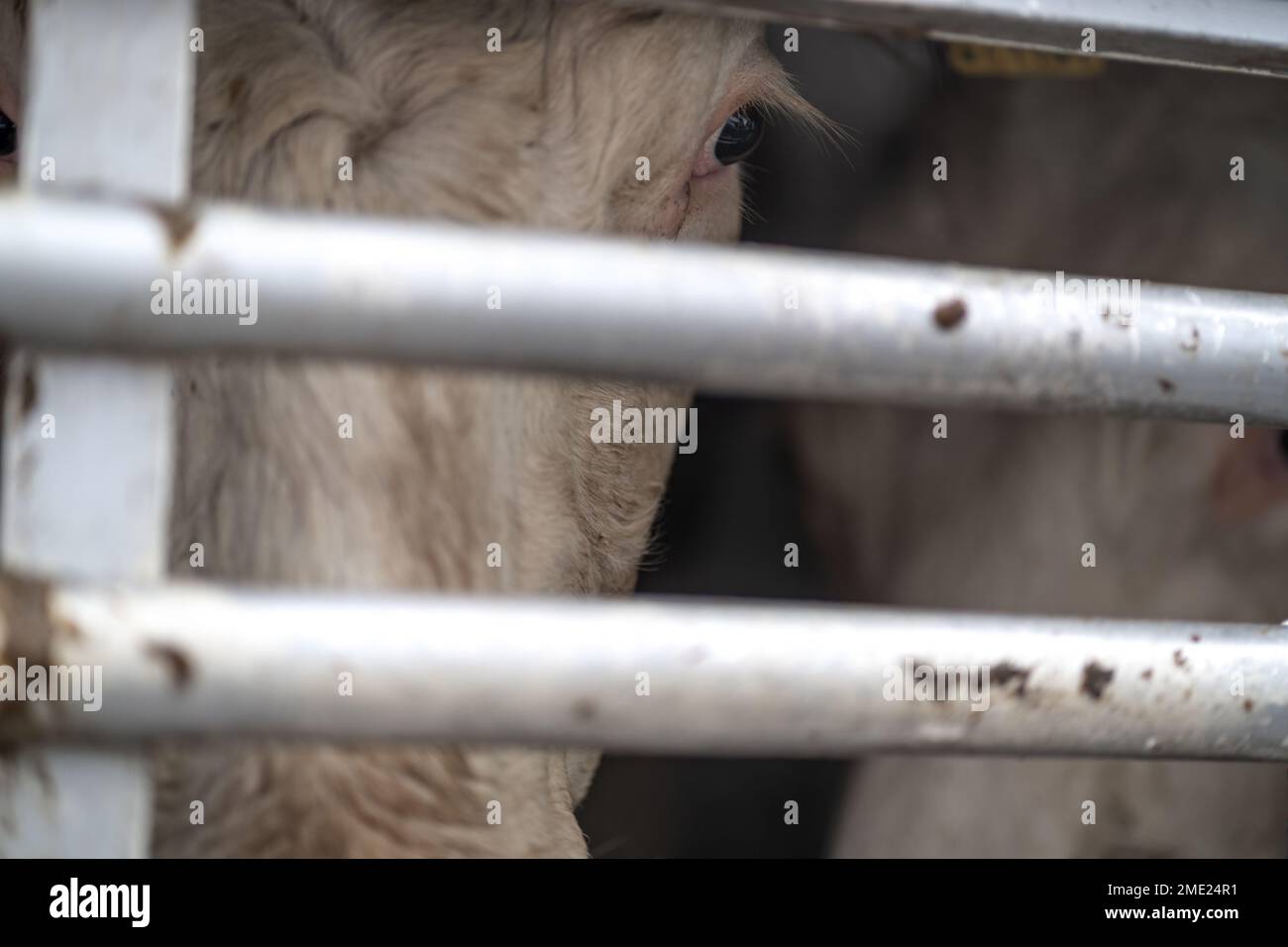 Transport of cows for the slaughter house in Czechia Stock Photo - Alamy