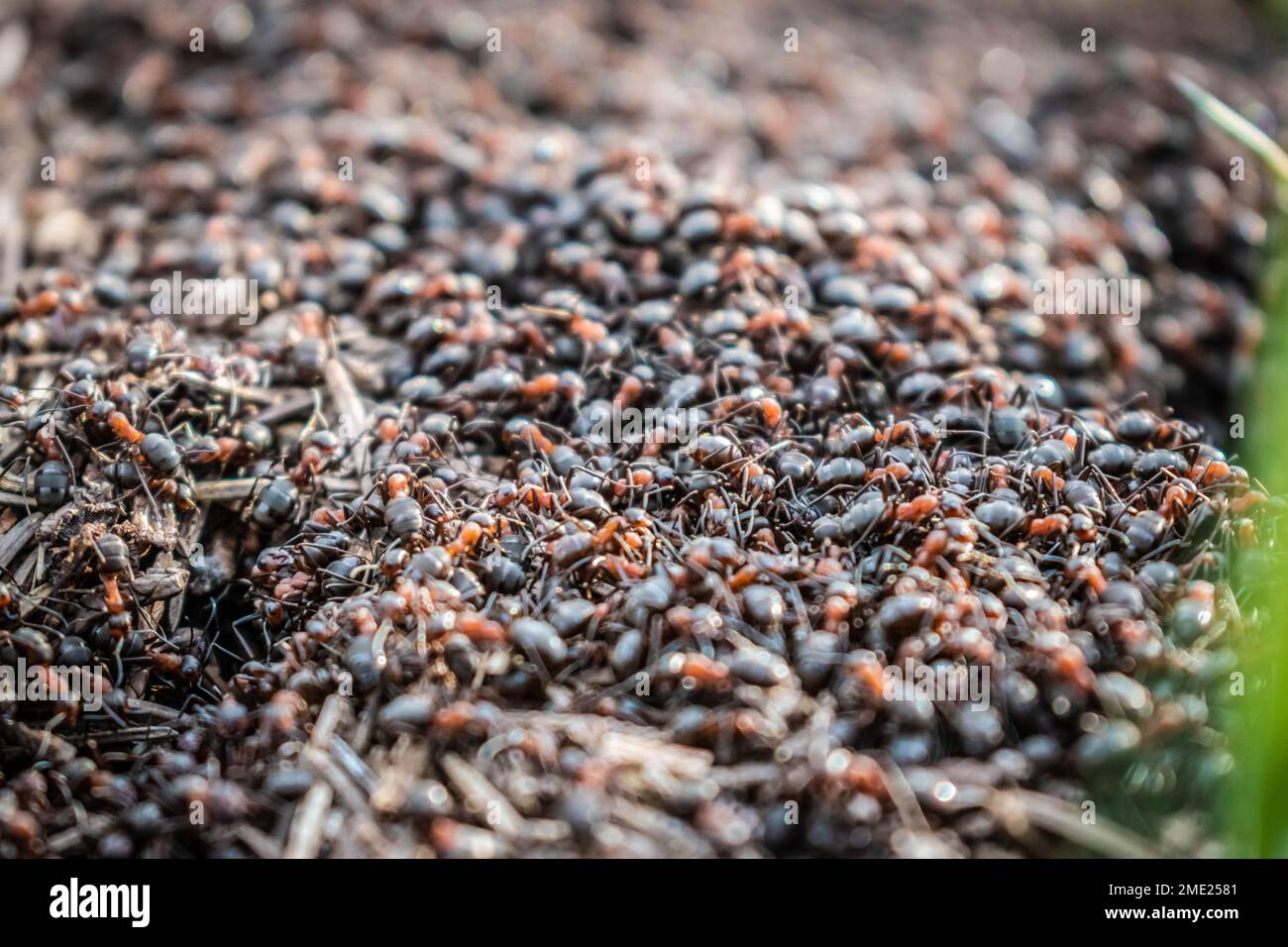 Ants walking around hi-res stock photography and images - Alamy
