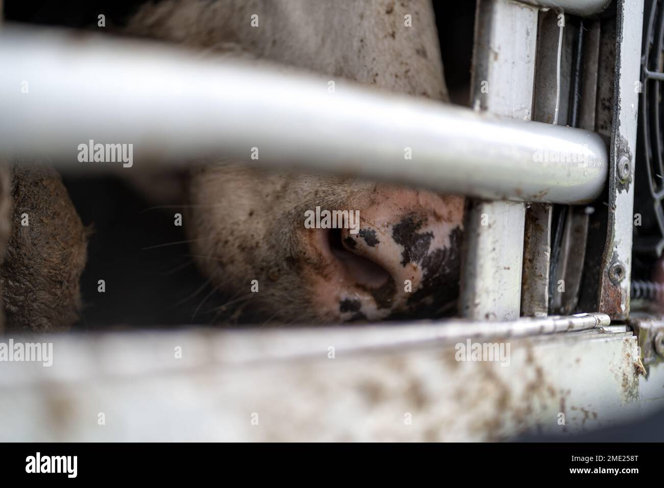 Transport of cows for the slaughter house in Czechia Stock Photo - Alamy