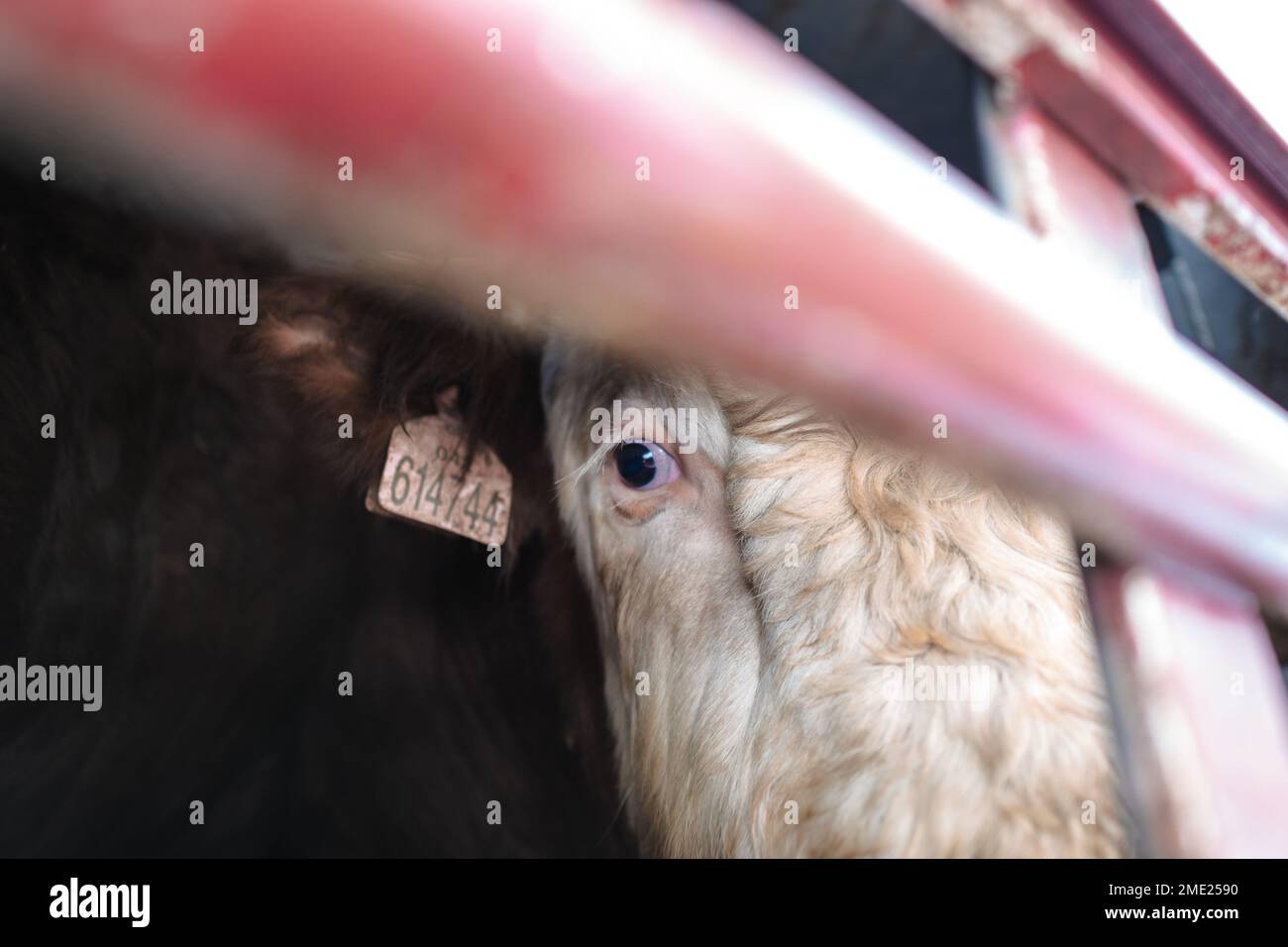 Cows transport hi-res stock photography and images - Alamy