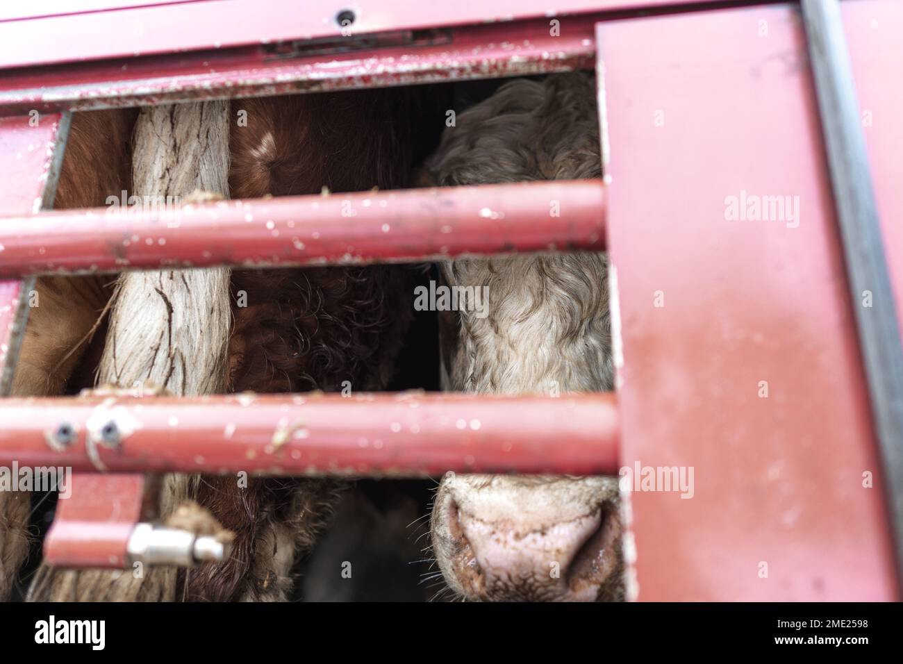 Transport of cows for the slaughter house in Czechia Stock Photo - Alamy