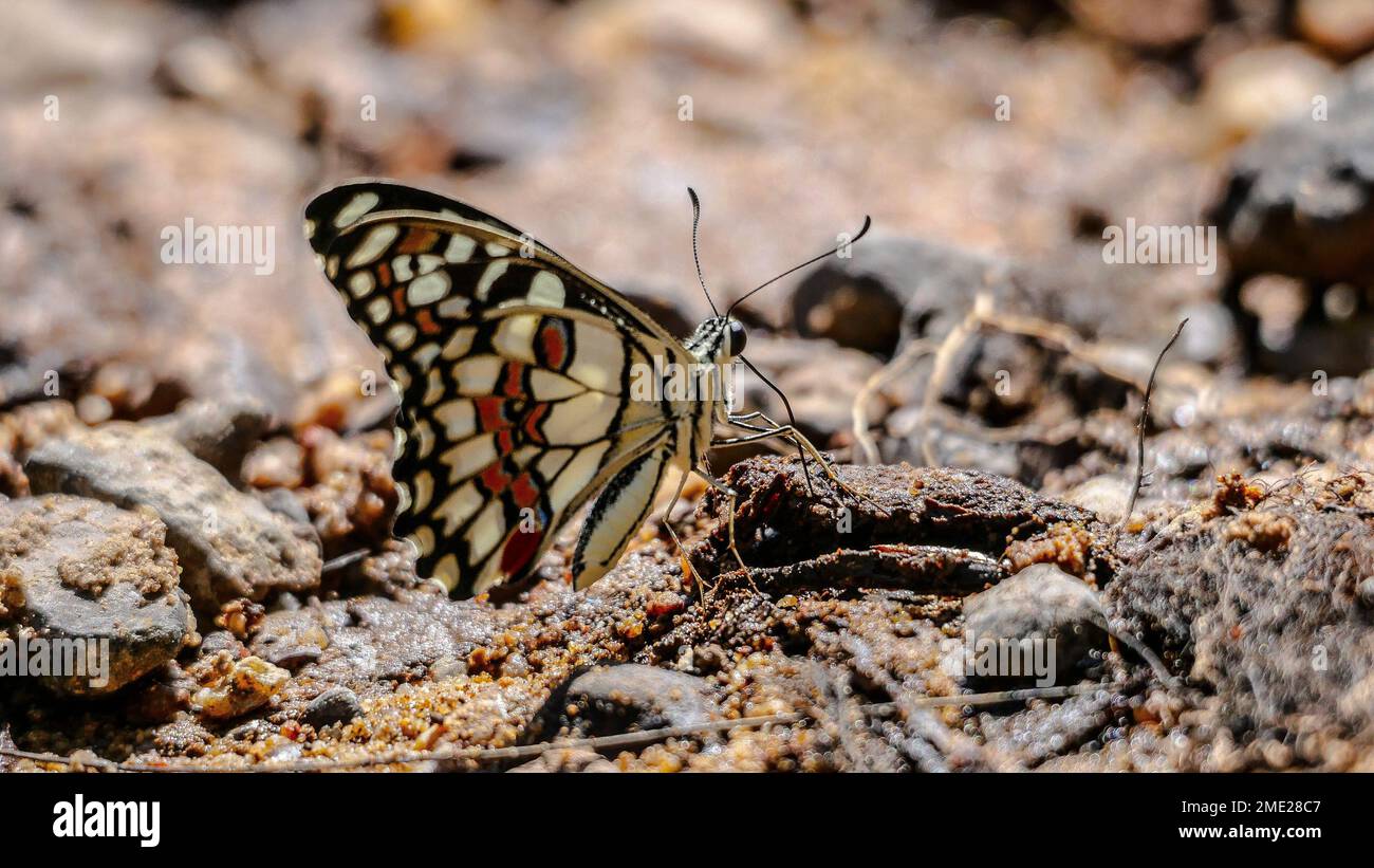 A closeup of a beautiful butterfly on the soil Stock Photo - Alamy