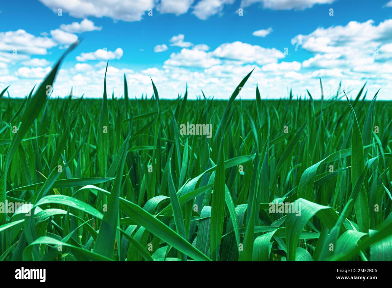 Green field, mature young grass and blue cloudy sky Stock Photo - Alamy