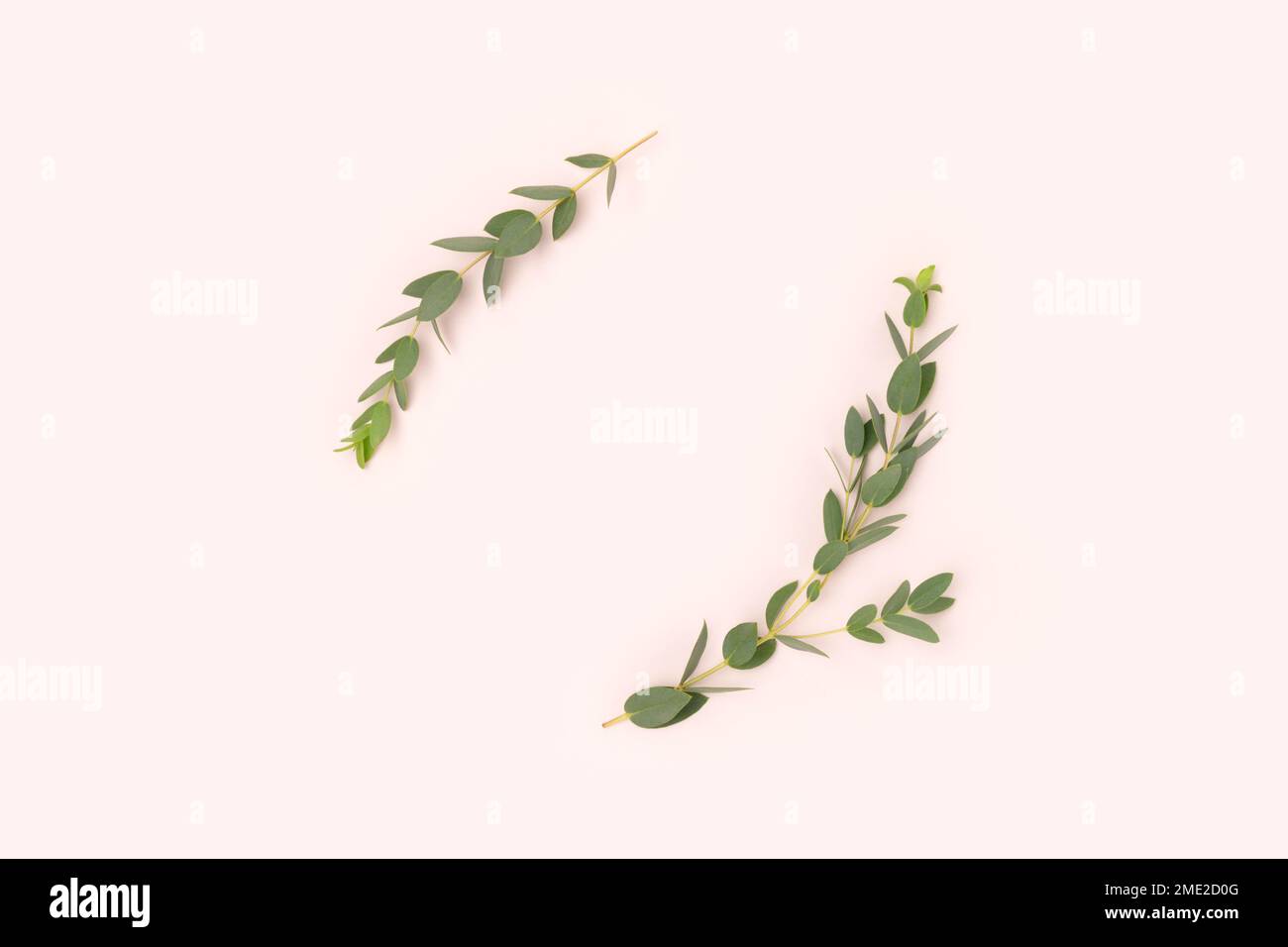 Round frame made of eucalyptus branches on a beige background. Minimal ...