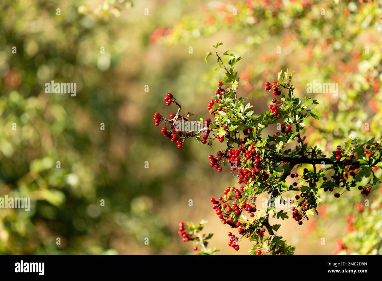 Hawthorn fruits in autumn hi-res stock photography and images - Alamy