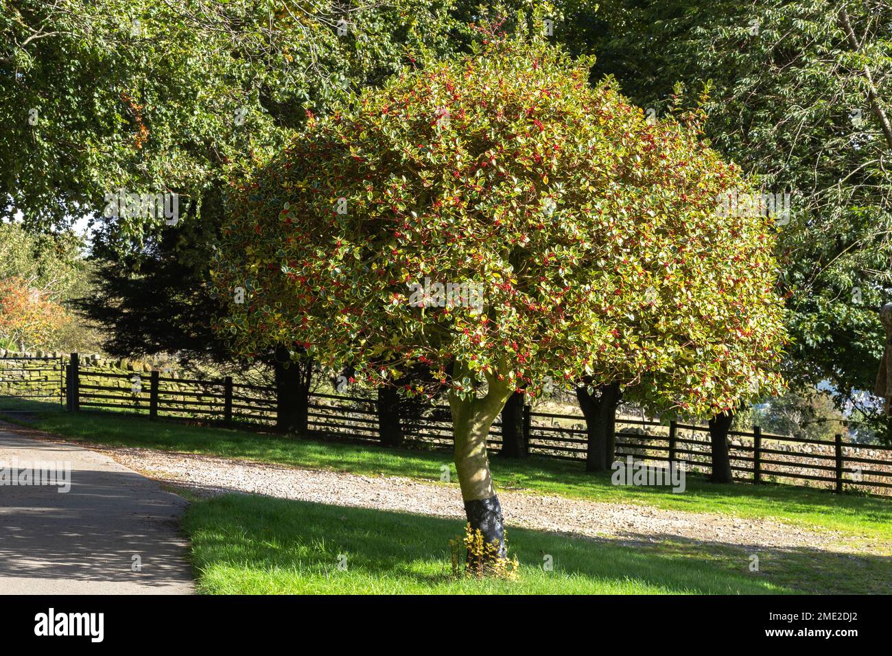 A variegated holly tree with berries. This tree has been pruned into a ...