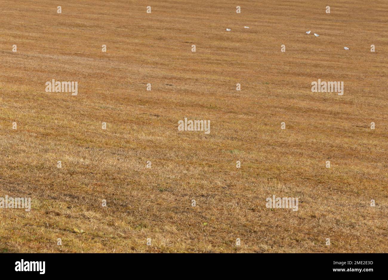 Farmland after herbicide treatment hi-res stock photography and images ...