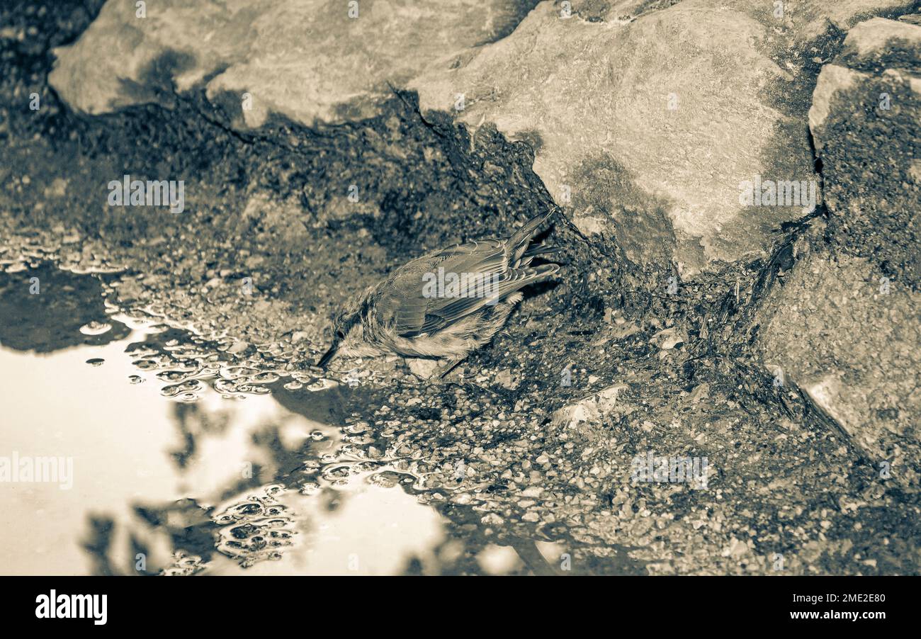 Plitvice Lakes National Park small beautiful bird is drinking water of ...