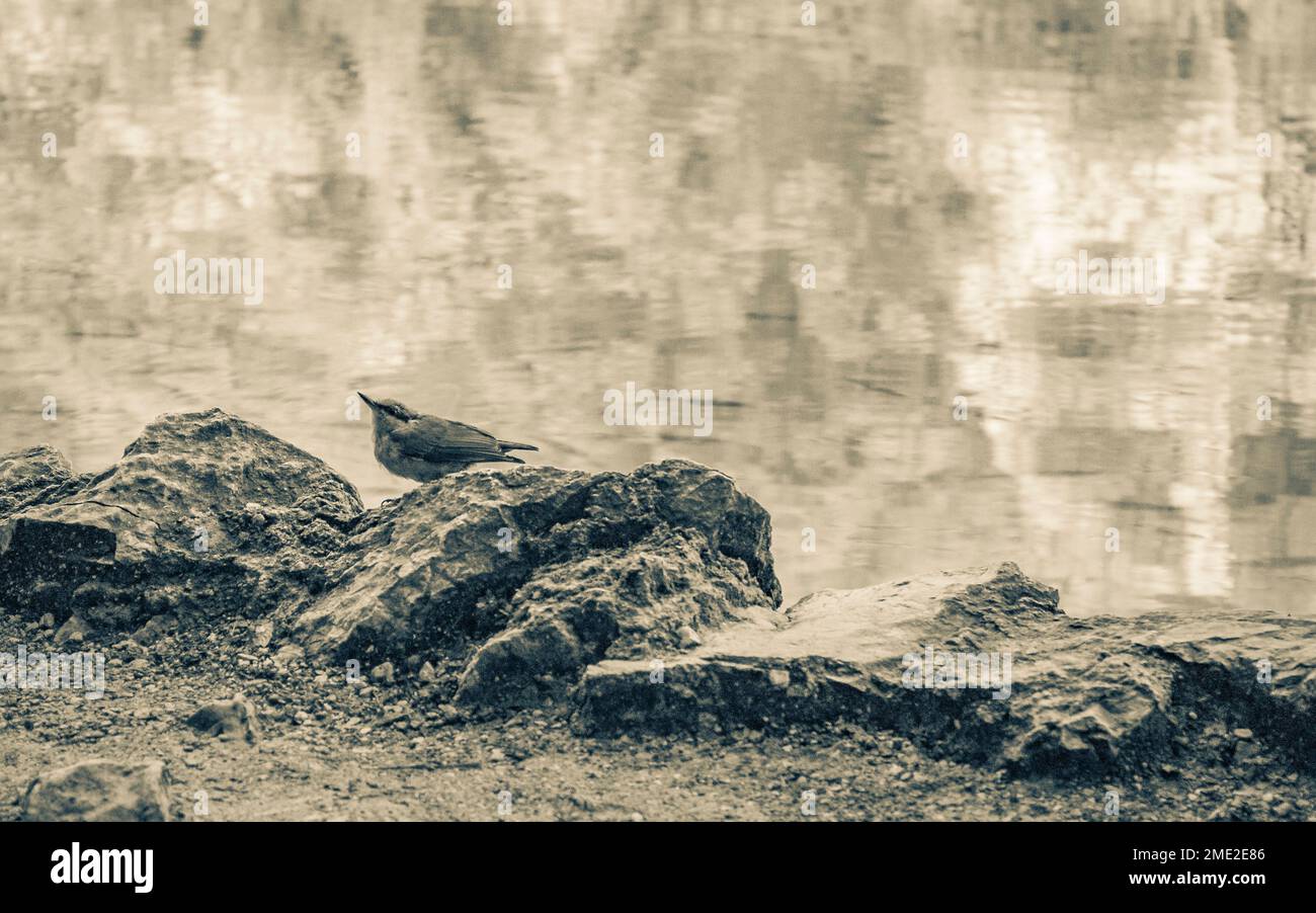 Plitvice Lakes National Park small beautiful bird by the clear ...