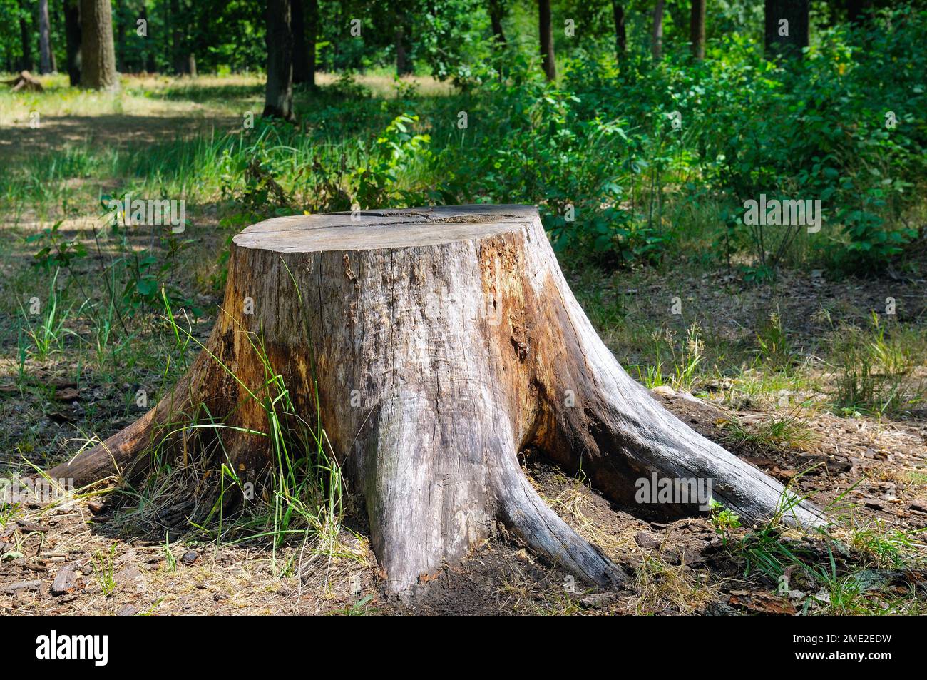 Stumps in green park hi-res stock photography and images - Alamy
