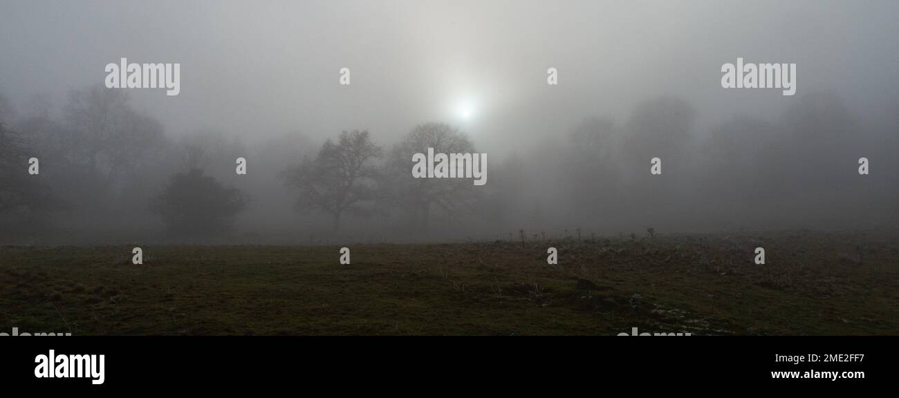 Trees in fog with sunlight showing through Stock Photo - Alamy