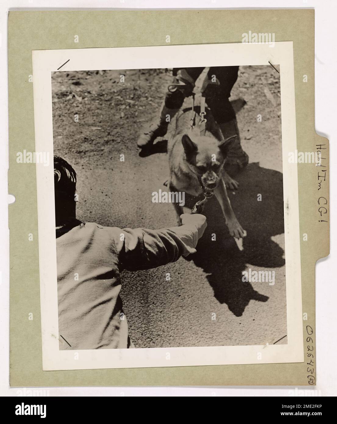 A Coast Guard dog snarls at a stranger holding a pistol, showcasing the ...