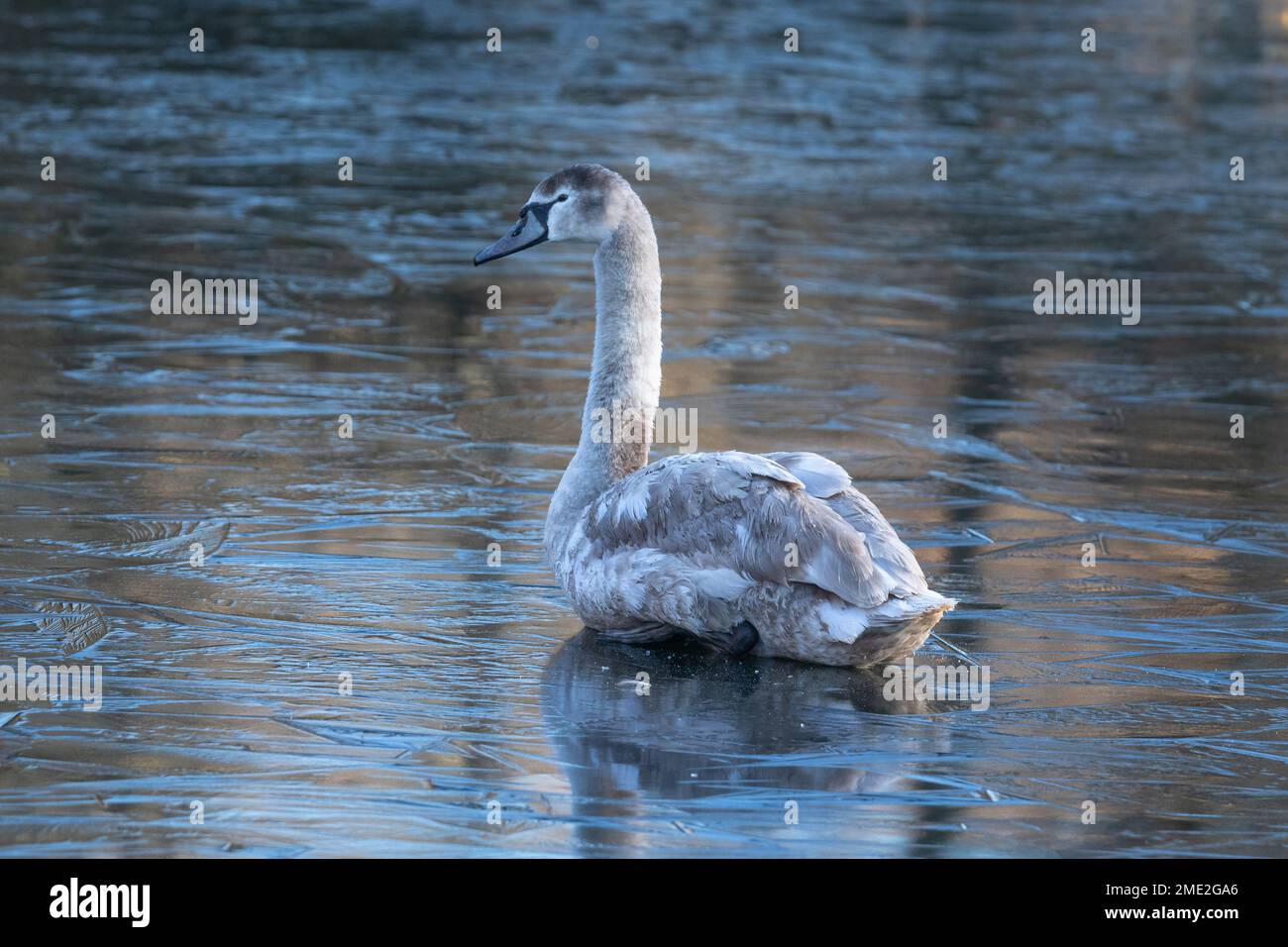 Cygnet black bill hi-res stock photography and images - Alamy