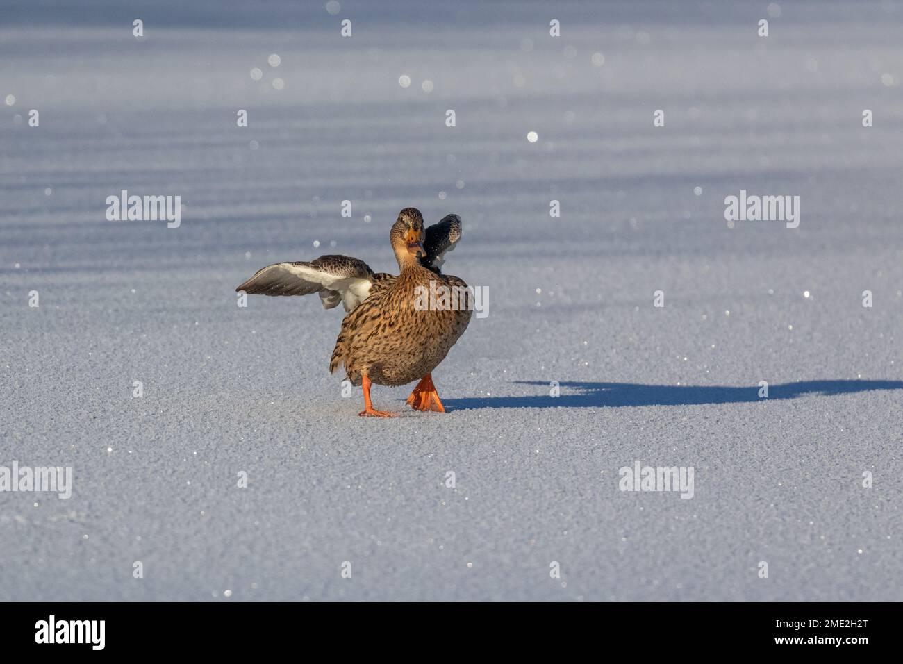 A female mallard duck (Anas platyrhynchos) walking on a frozen lake in ...