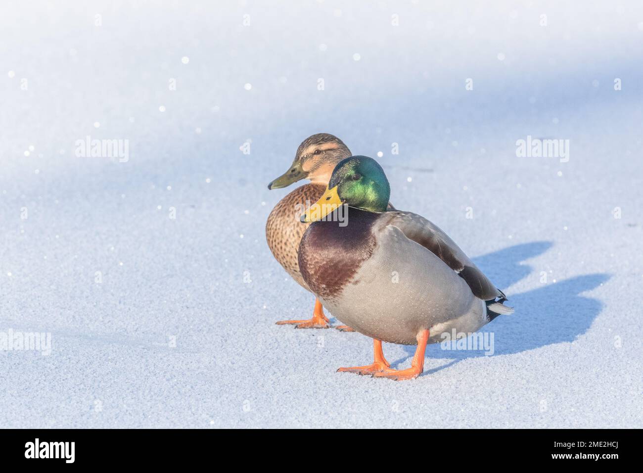 A pair of mallard ducks (Anas platyrhynchos) on a frozen lake in ...