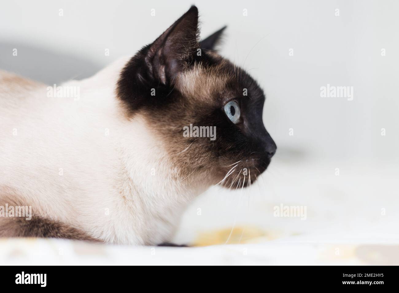 Adorable fluffy Siamese cat with blue eyes lying on bed and looking away while resting in ...
