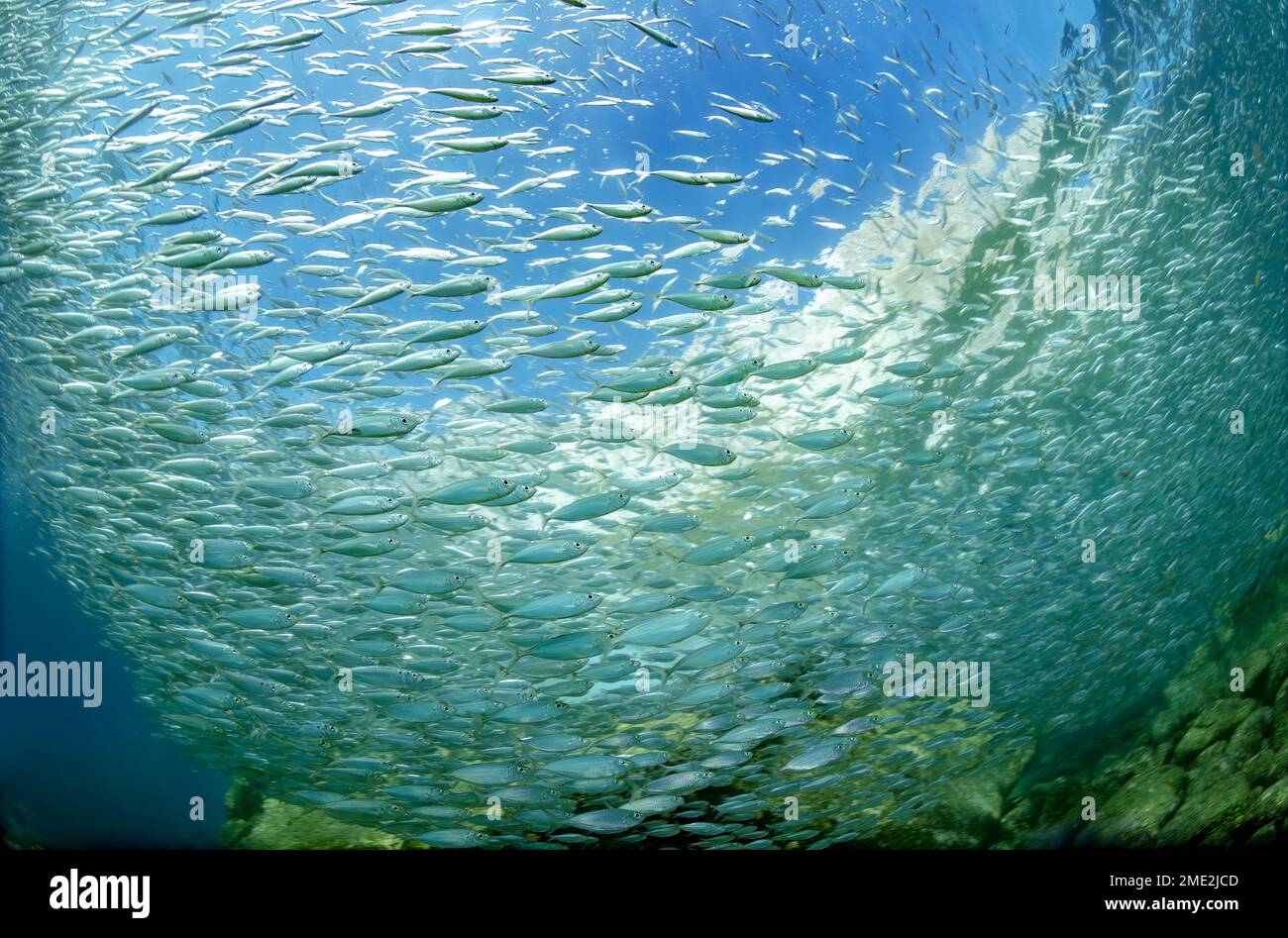 Shoal of tiny fish swimming in spiral over stony bottom in blue sea ...