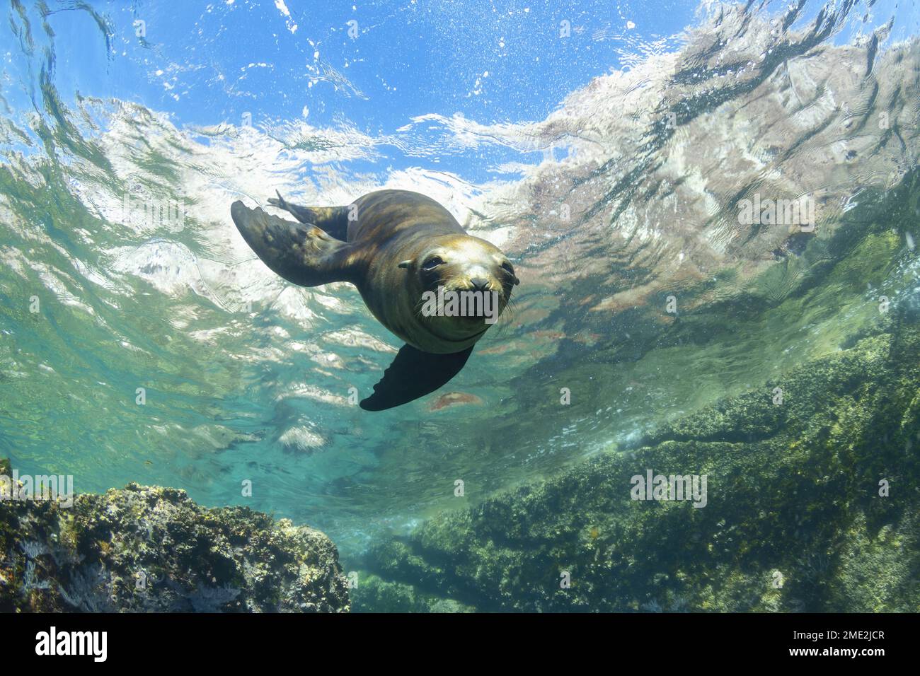 Sea Lion Diving