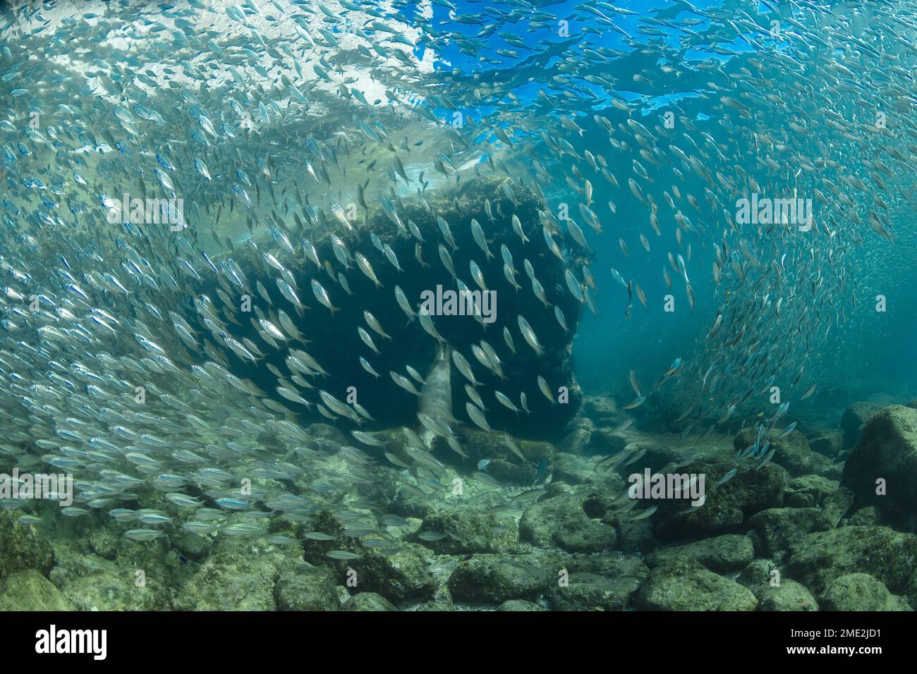 Shoal of tiny fish swimming in spiral over stony bottom in blue sea ...