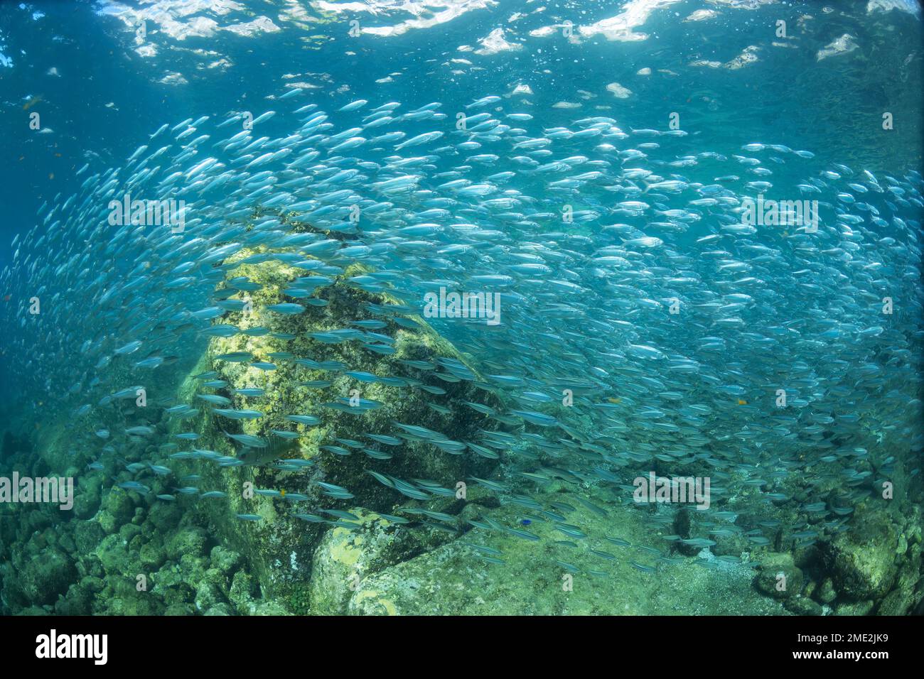 Shoal of tiny fish swimming in spiral over stony bottom in blue sea ...
