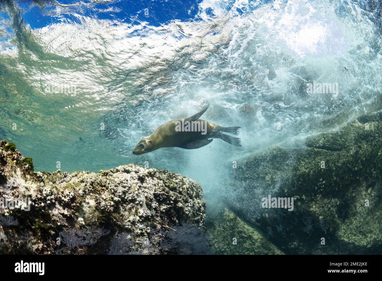 From below wild Californian sea lion diving in transparent sea water on ...