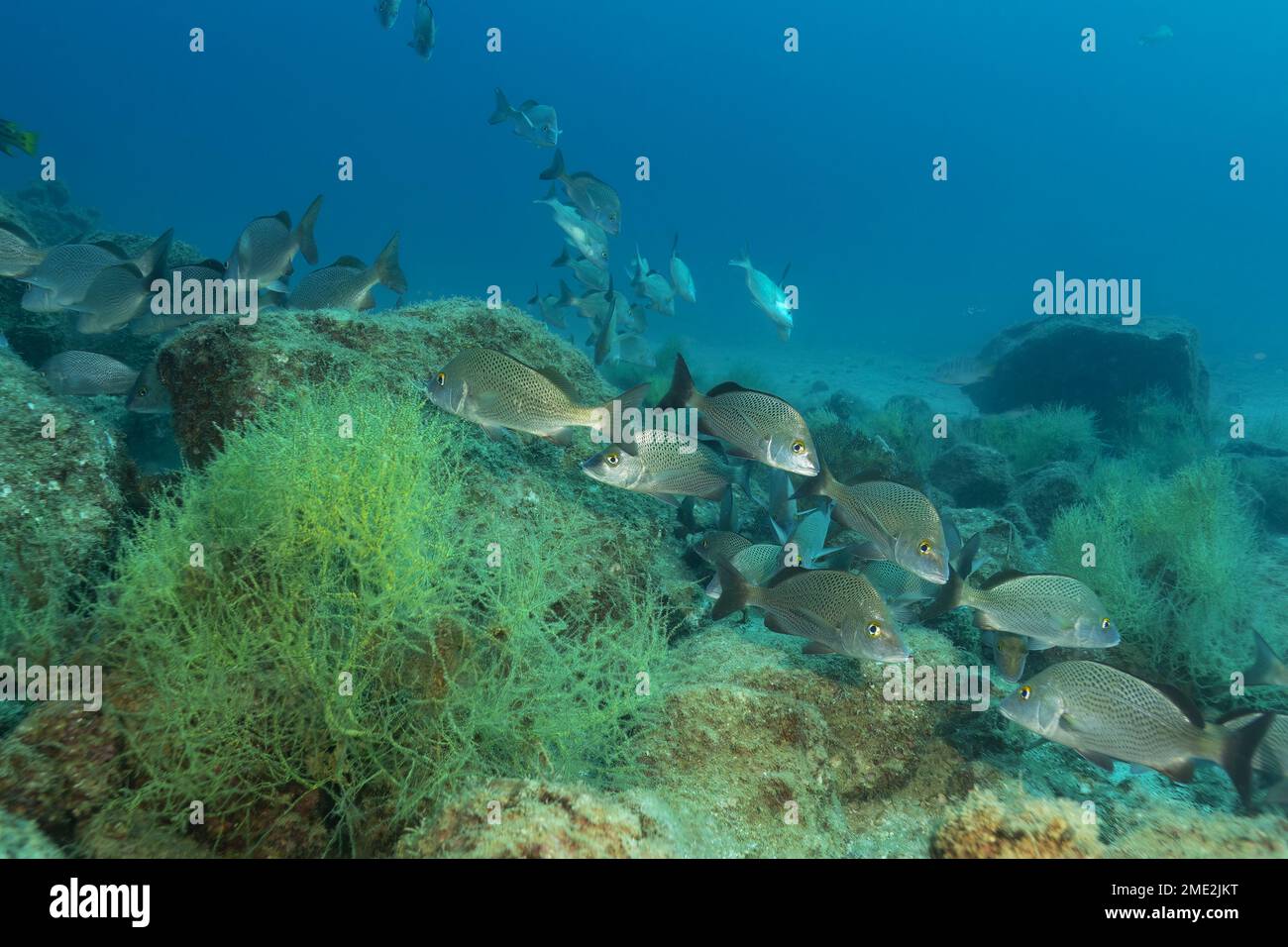 Shoal of mullet fish swimming hi-res stock photography and images - Alamy