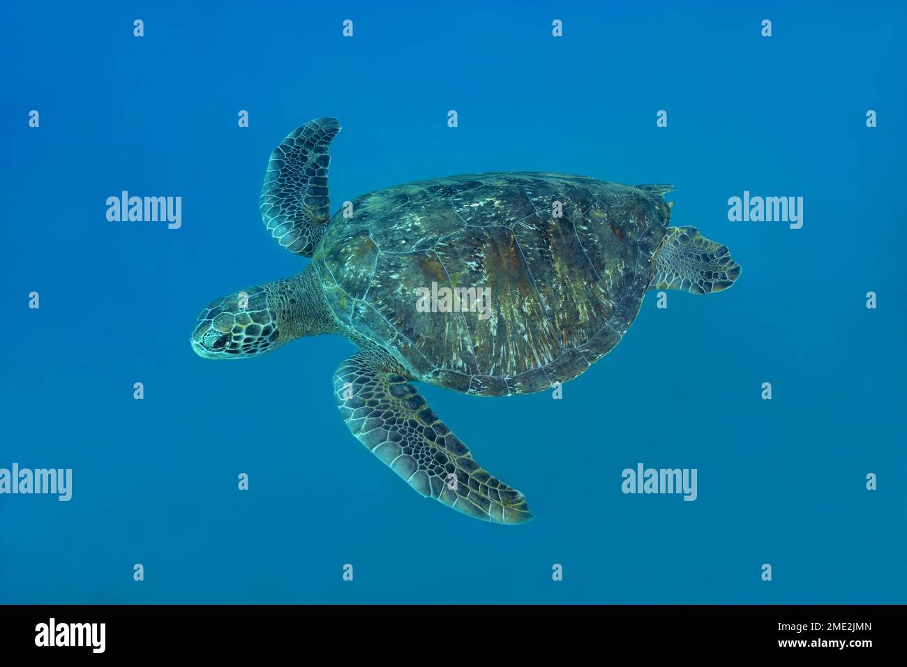 Single Chelonia mydas with lichen on shell swimming in deep blue water ...