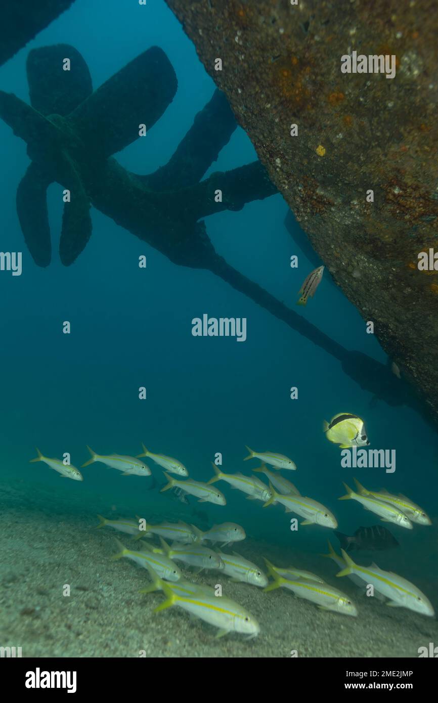 School of wild red mullet fish swimming above sandy bottom ground with ...