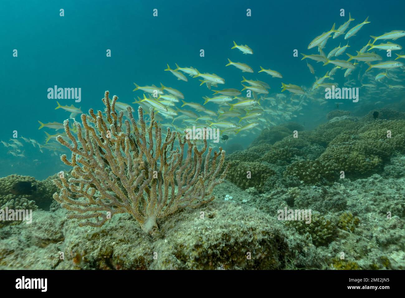 Shoal of mullet fish swimming hi-res stock photography and images - Alamy