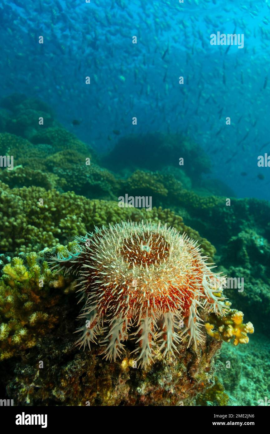 From above crown of thorns starfish covered with venomous spines ...