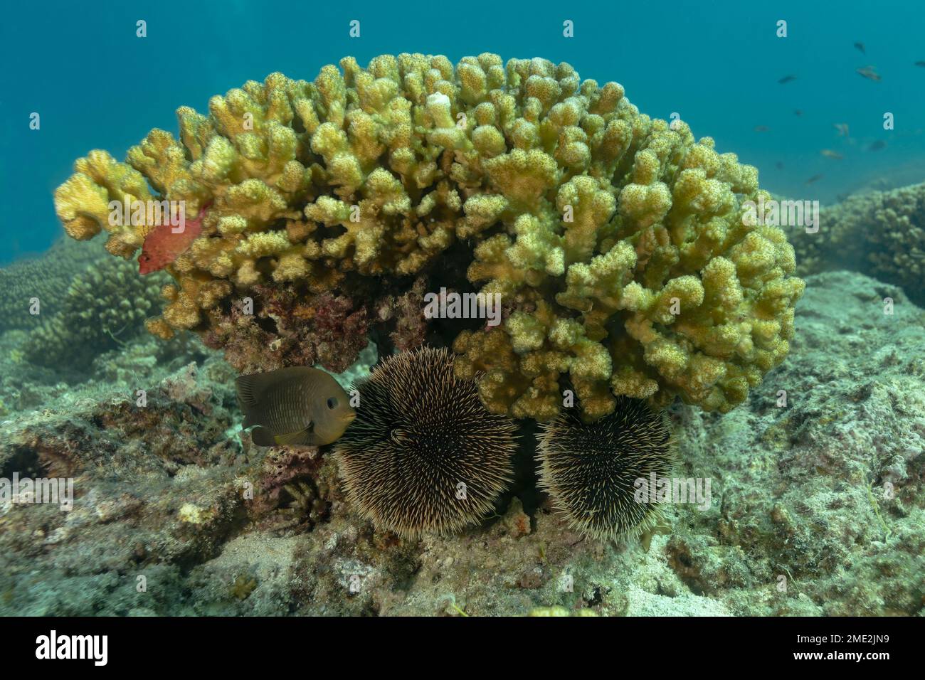 Tropical marine fish swimming near corals and prickly sea urchins in ...