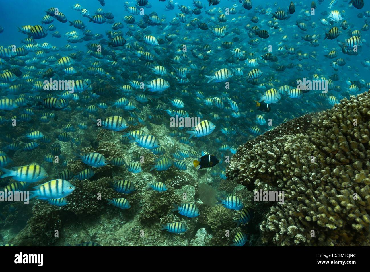 Shoal of striped Abudefduf Troschelii fish swimming near rough coral ...