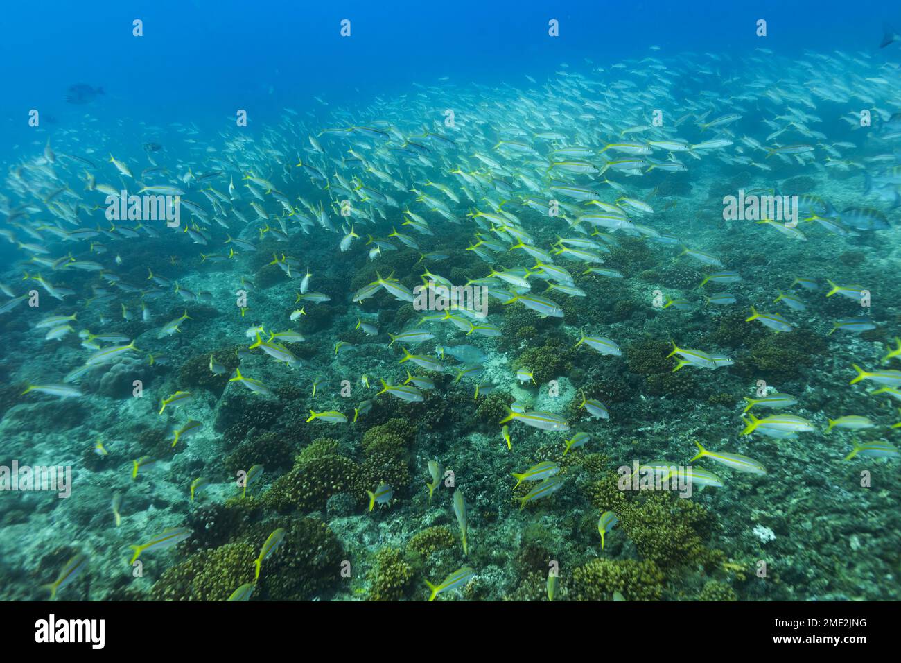 Shoal of mullet fish swimming hi-res stock photography and images - Alamy
