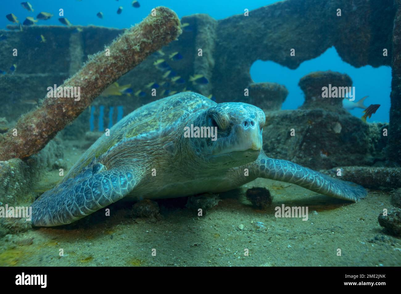 Chelonia Mydas turtle crawling on surface of aged building covered with ...