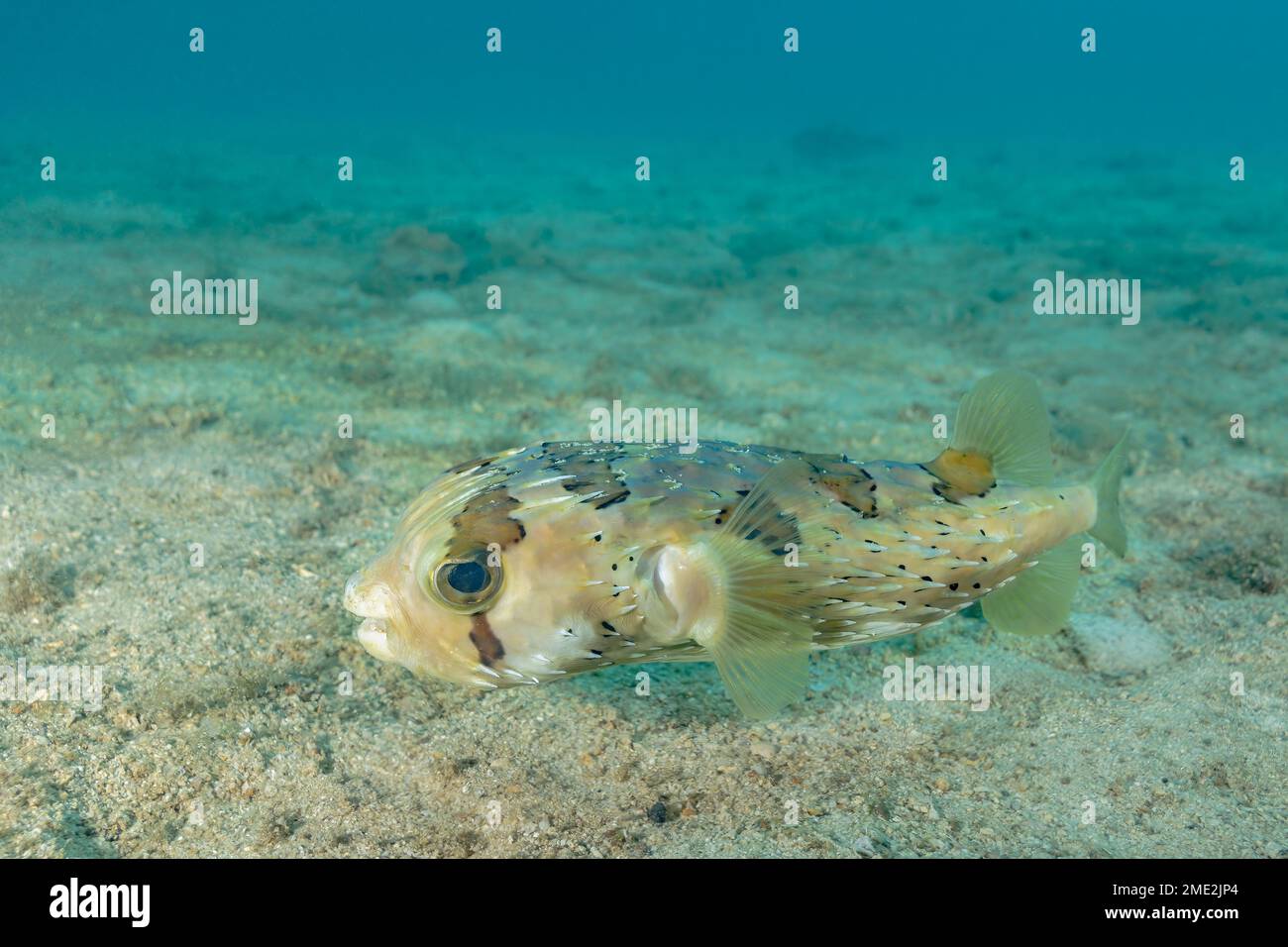 Long spine porcupinefish hi-res stock photography and images - Alamy