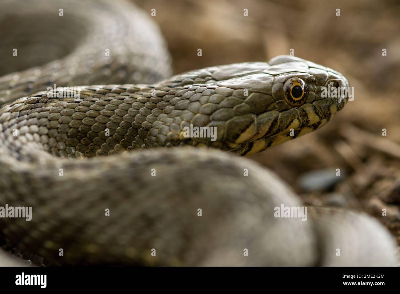 Wild natrix maura snake with camouflage scales slithering on rough dry ...