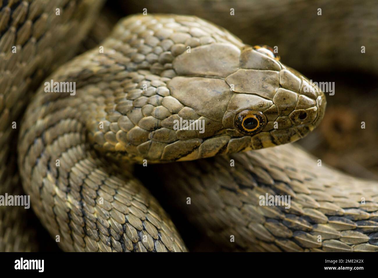 From above of wild natrix maura snake with camouflage scales slithering ...