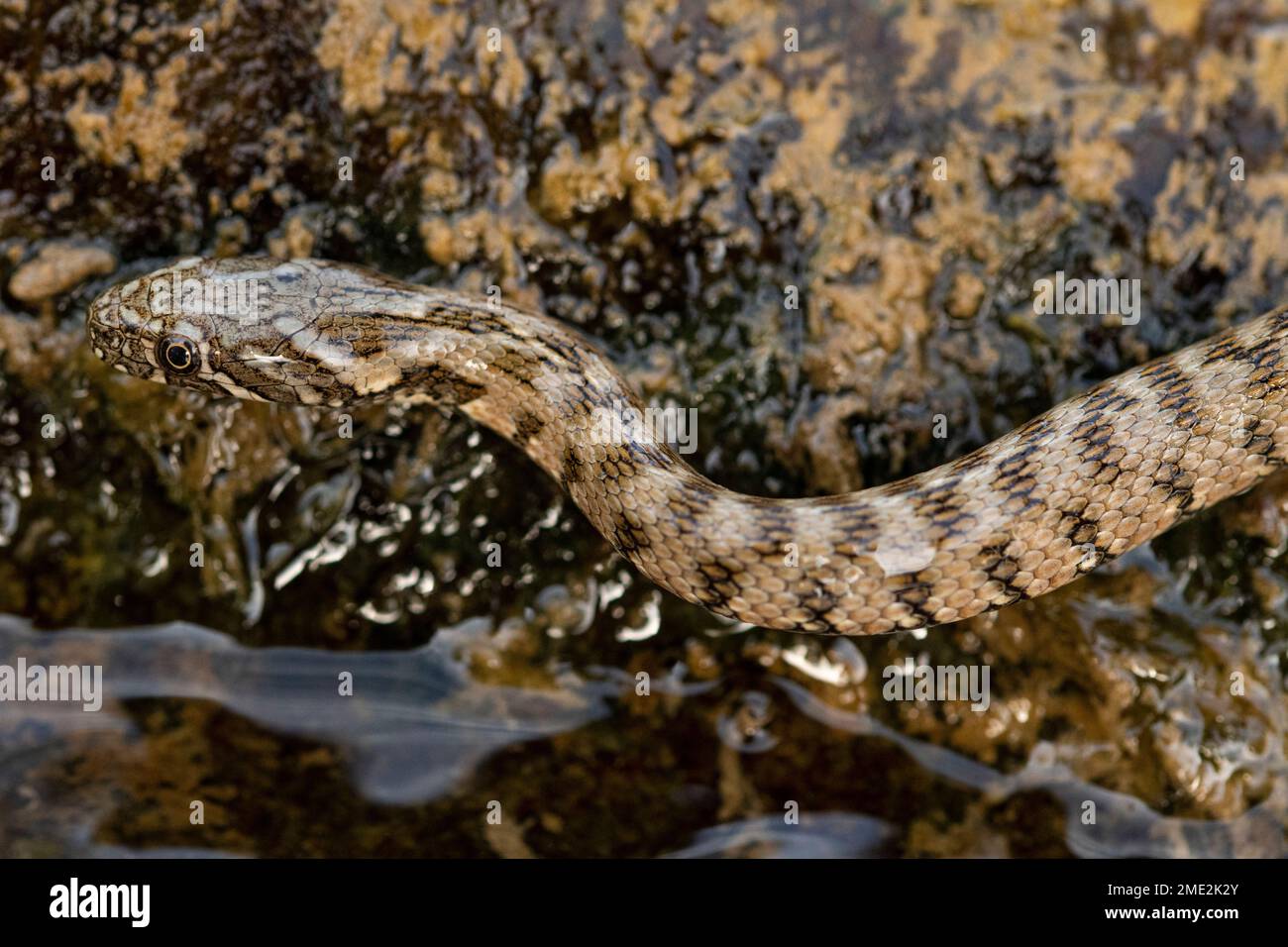 From above wild natrix maura snake with camouflage scales slithering on ...